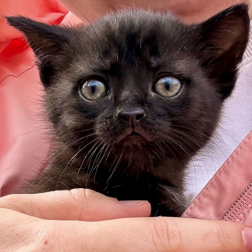 Котёнок в добрые руки