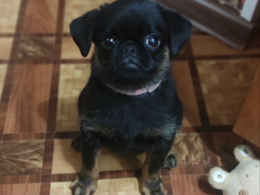 Пти брабансон