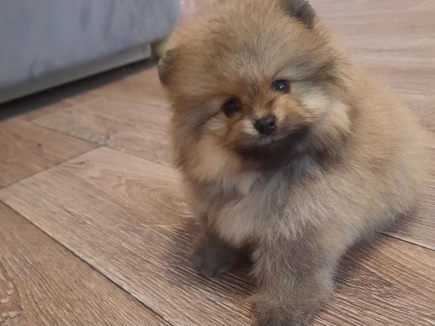 Маленький медвеженок