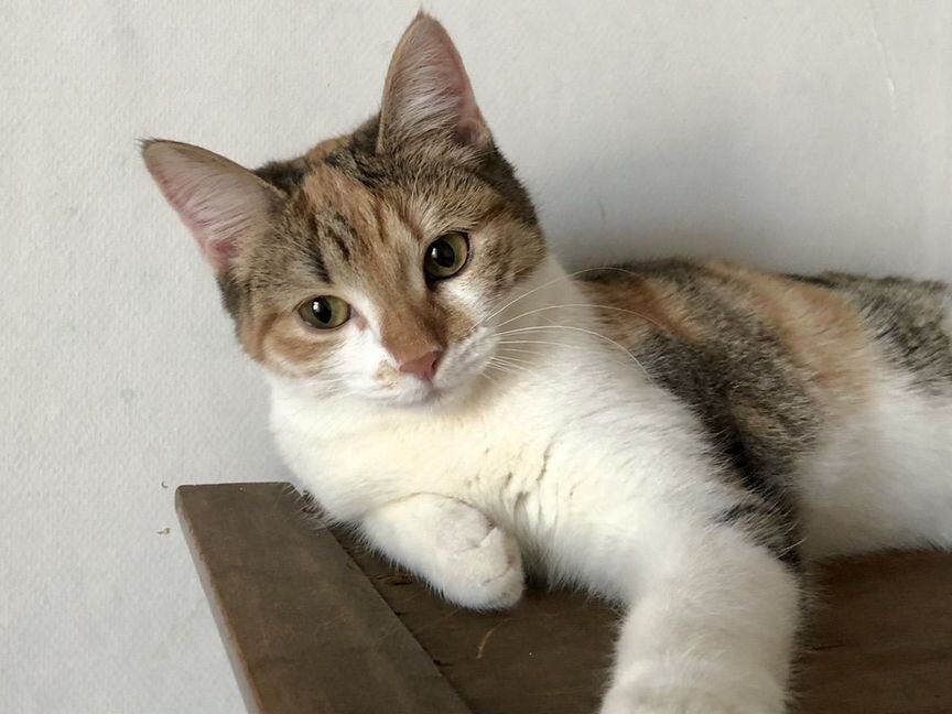 Трехцветная кошечка на счастье