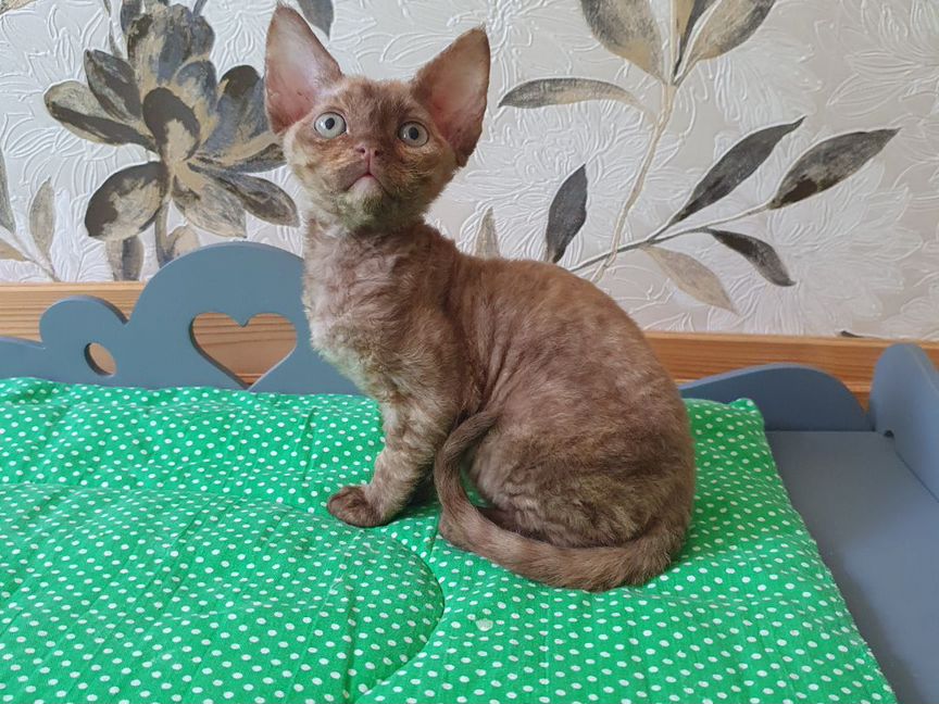 Девон рекс девочка