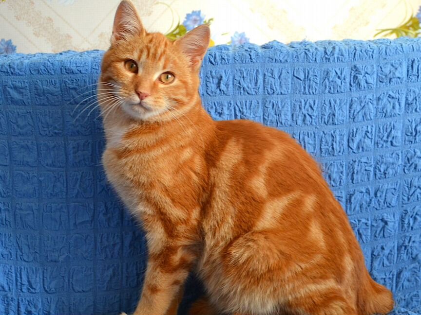 Котенок Миндаль