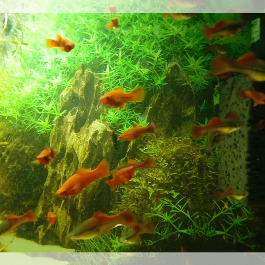 Продам мечиков оптом