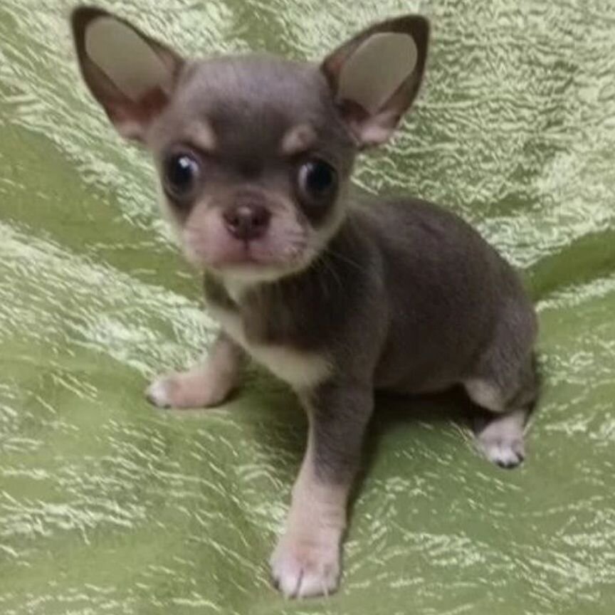 Чихуахуа, щенок