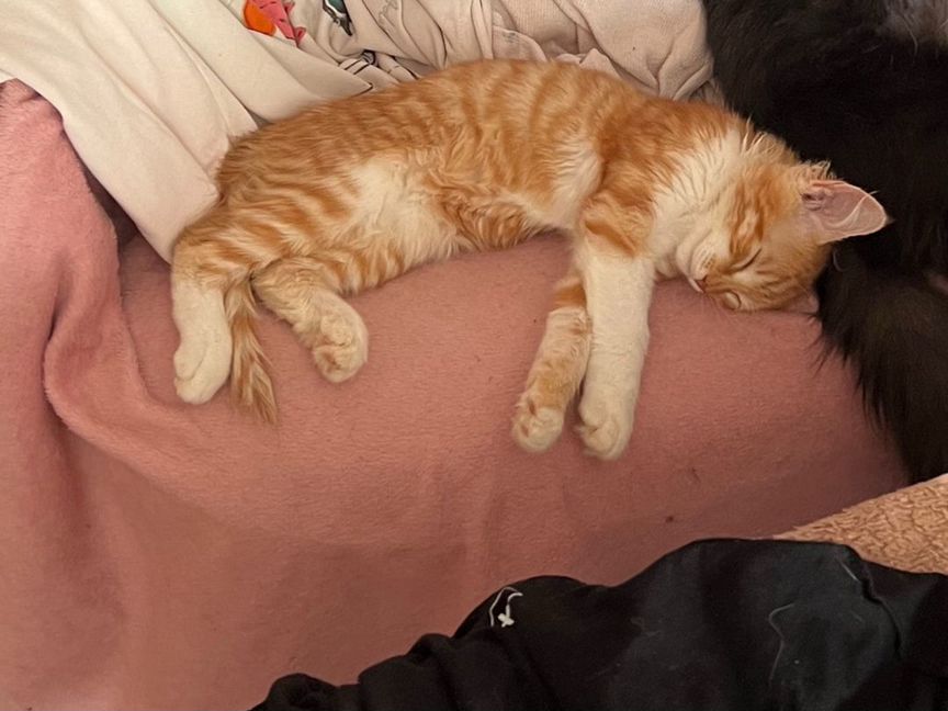 Рыжий котенок