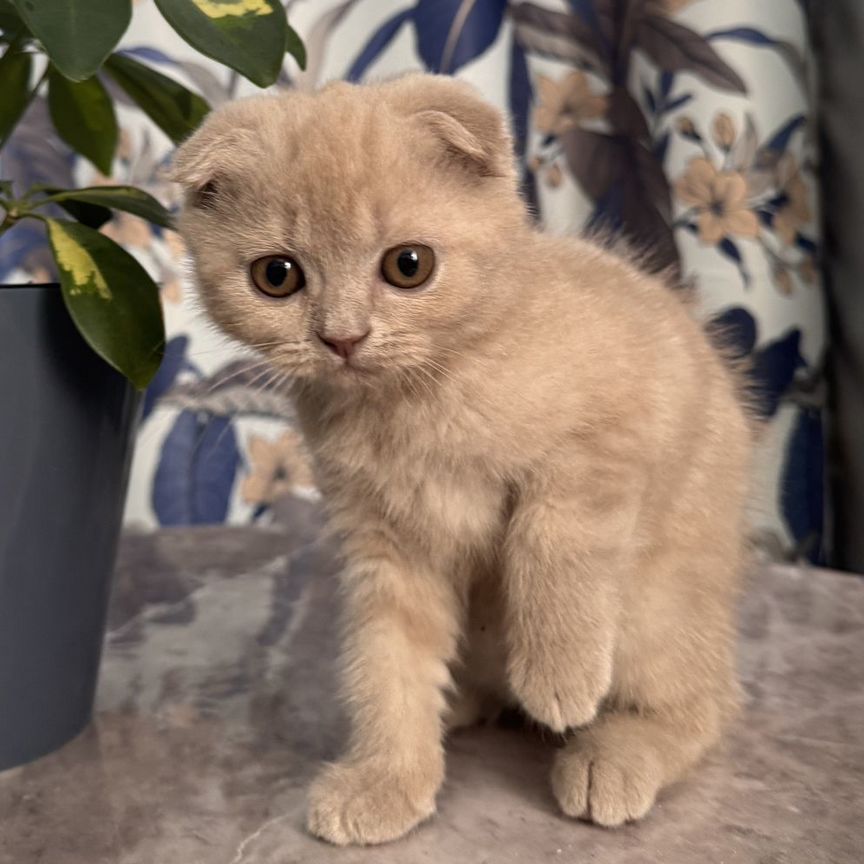 Шотландская вислоухая кошка