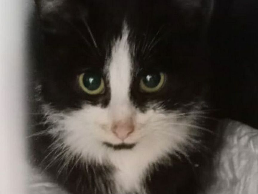 Котик