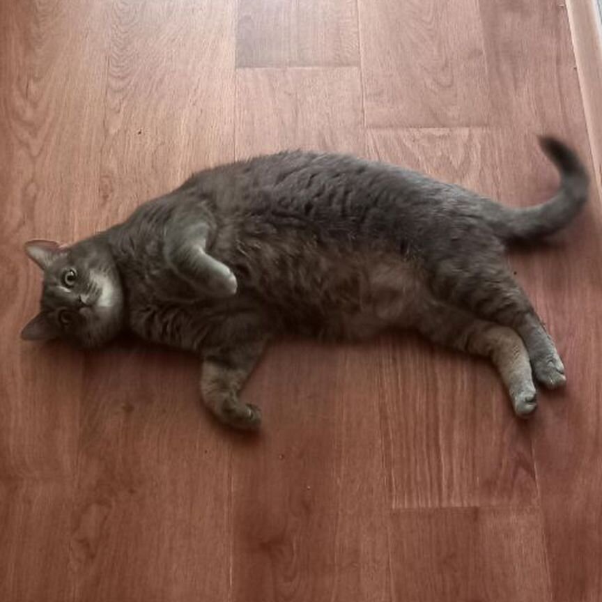 Британская короткошёрстная, взрослая кошка