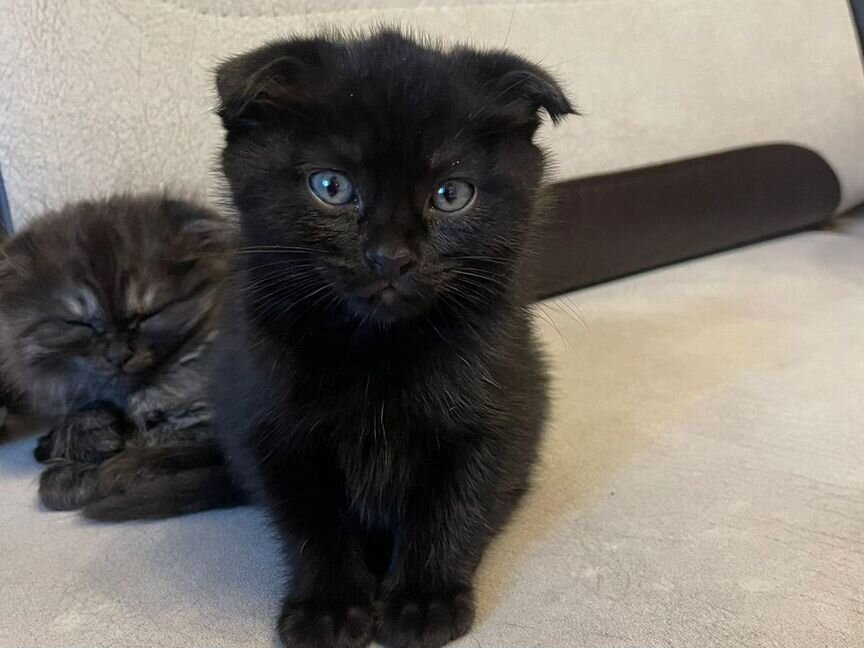Котята