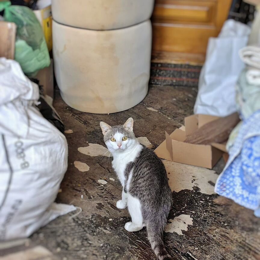 Котик в добрые руки