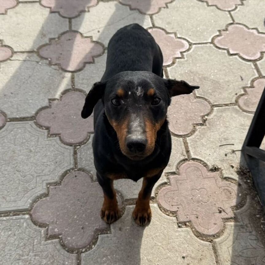 Мальчик похожий на таксу