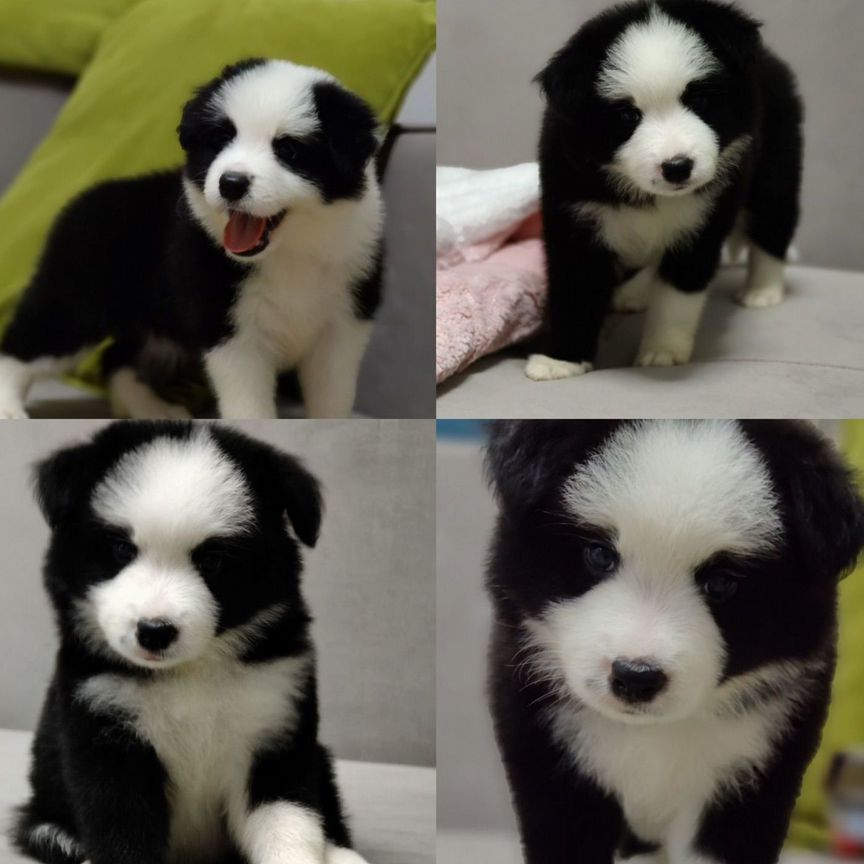 Бордер-колли, щенок