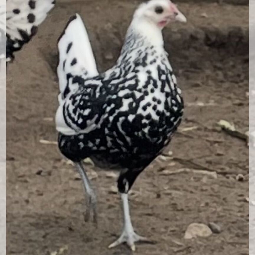 Карликовые курочки породные Гамбургские