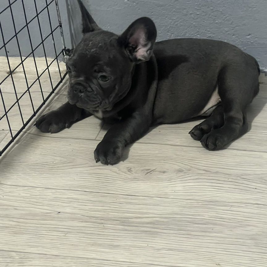 Голубой французик