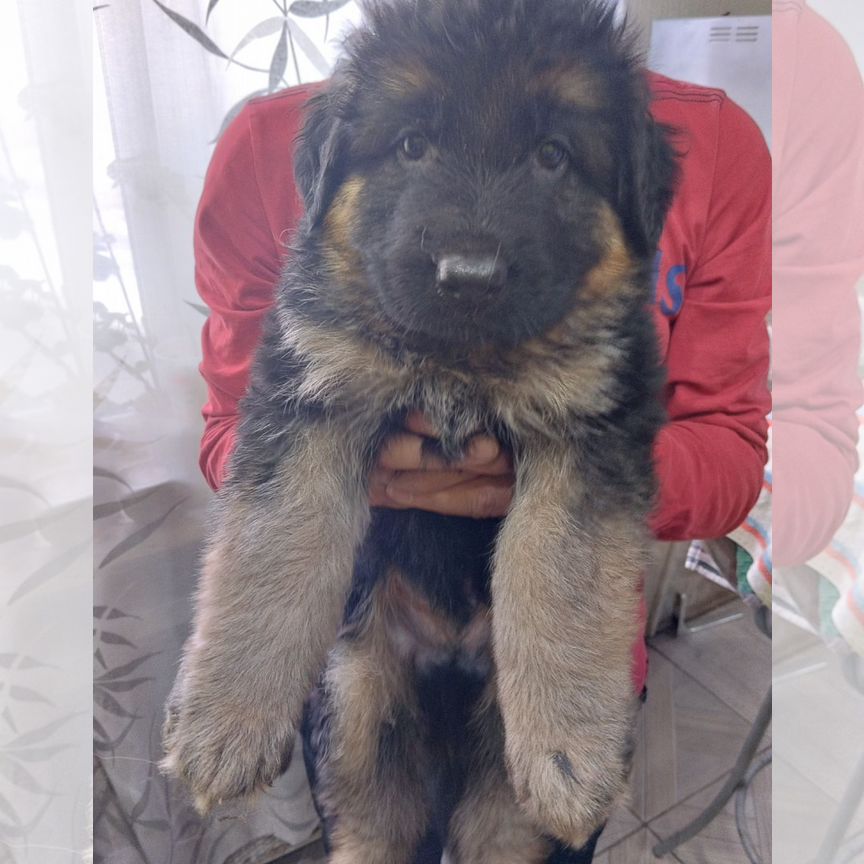 Немецкая овчарка, щенок