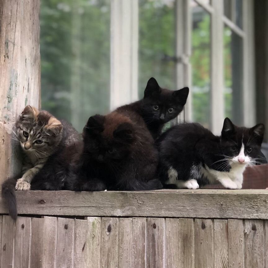 Котята в добрые руки