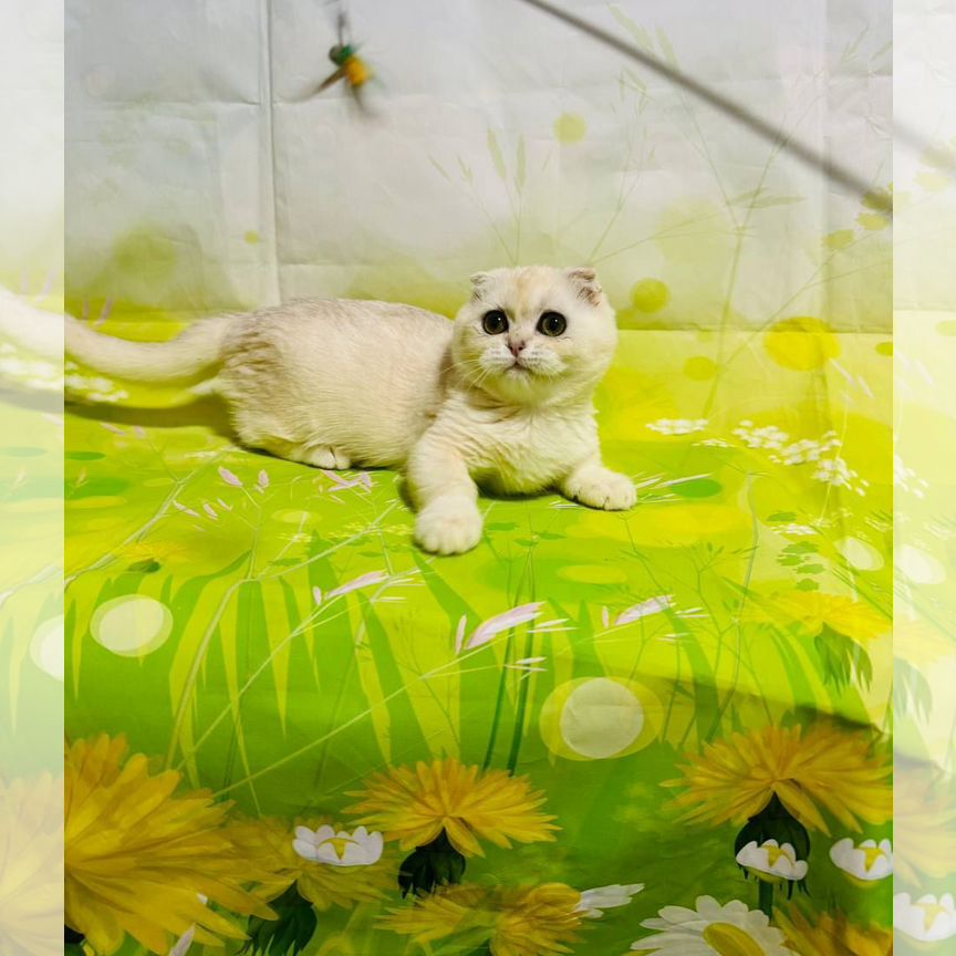 Манчкин котёнок