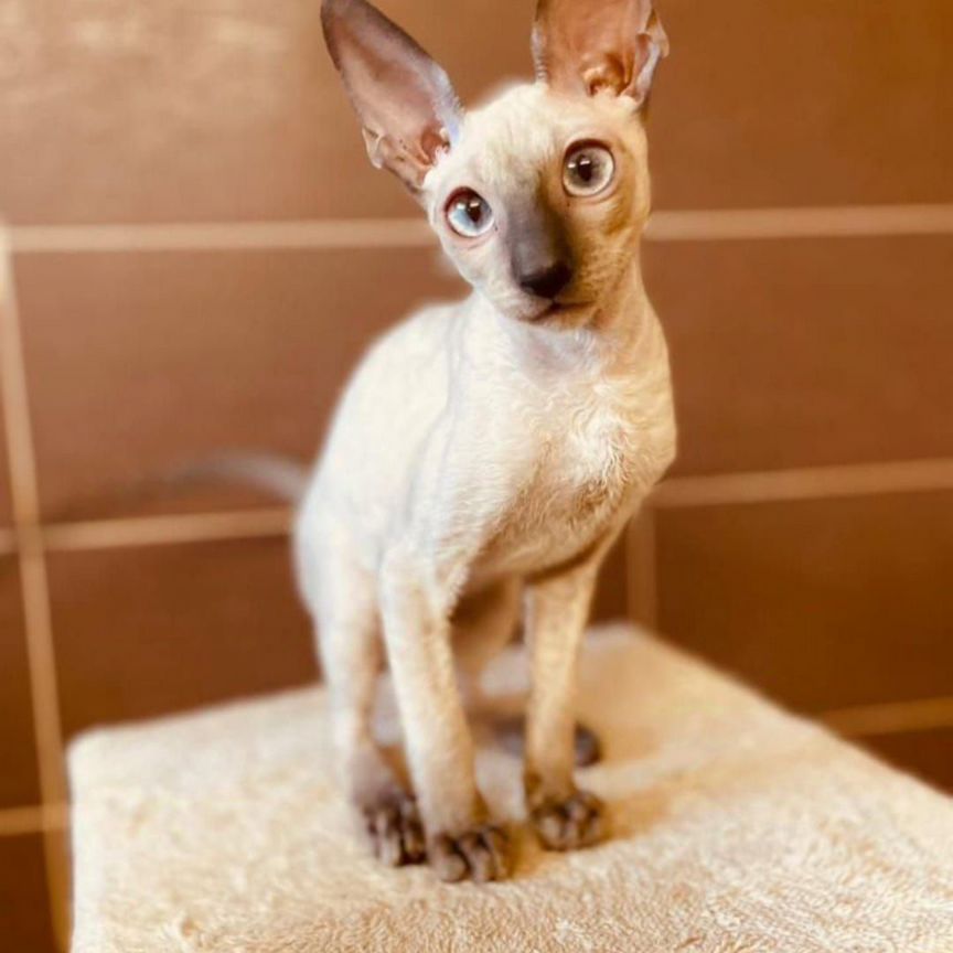 Котенок корниш-рекс