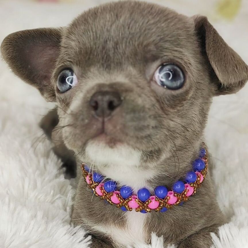 Чихуахуа мини