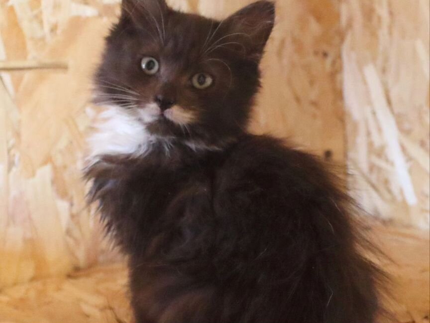 Обречённый котенок, девочка
