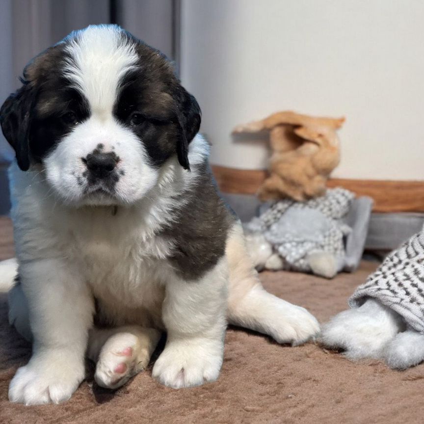 Сенбернар, щенок