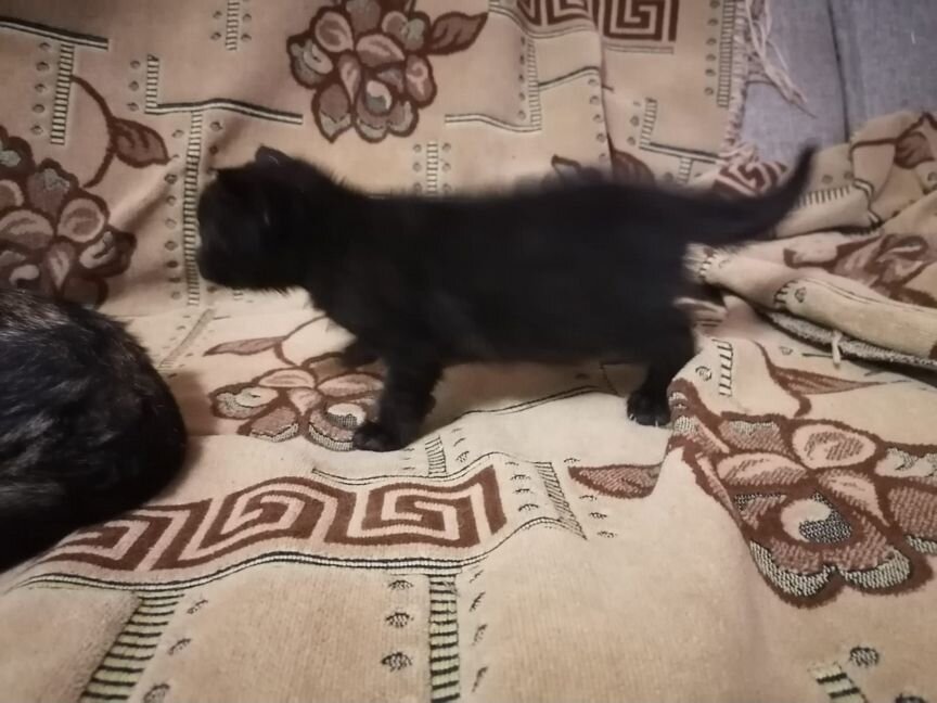 Голубоглазая черненбкая кошечка