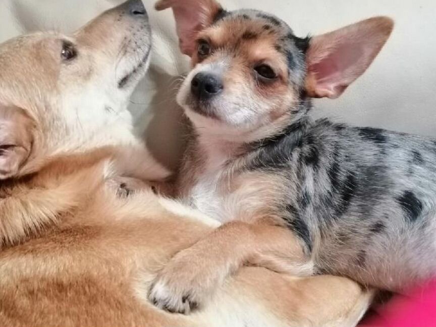 Отдам в добрые руки маленькую собаку