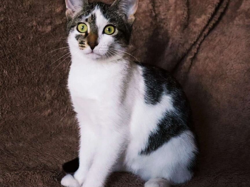 Котёнок девочка в добрые руки, бесплатно