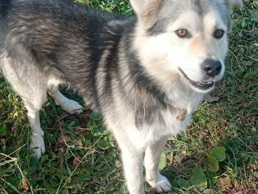 Собака кобель 2 года