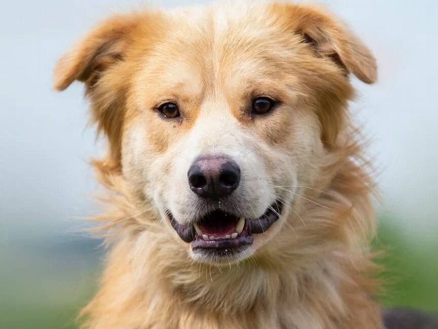 Чилл в добрые руки