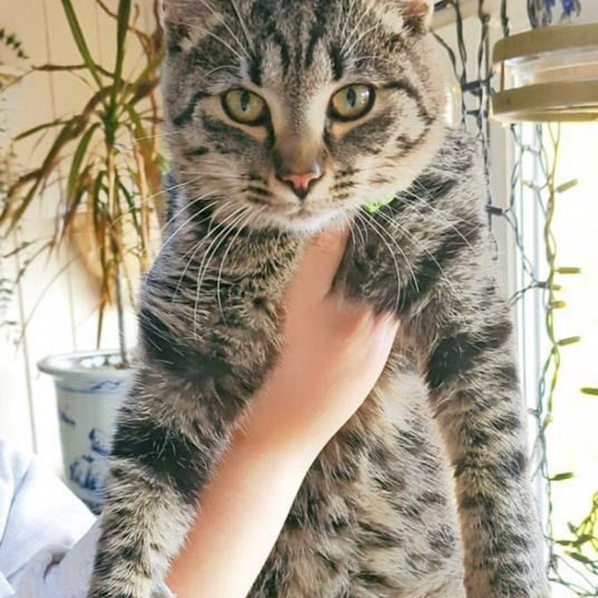 Галантный котик Сережик 1 год ищет дом