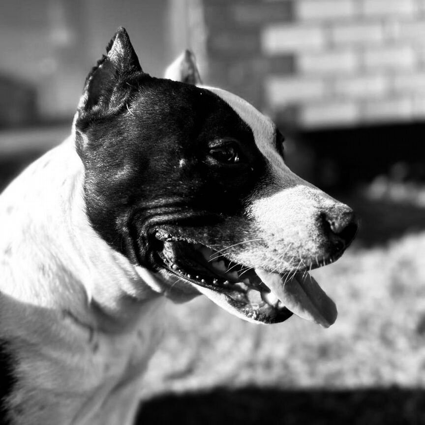 Стафорт 9 месяцев