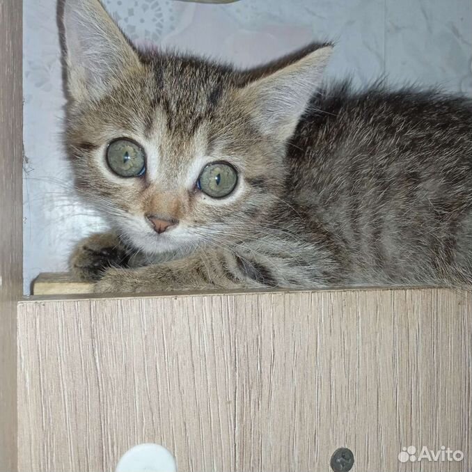 Котёнок Хан