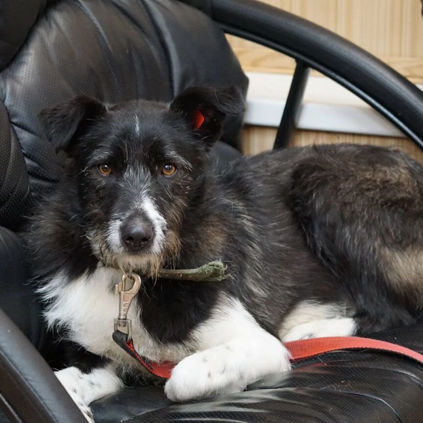 Собака в добрые руки отдам бесплатно