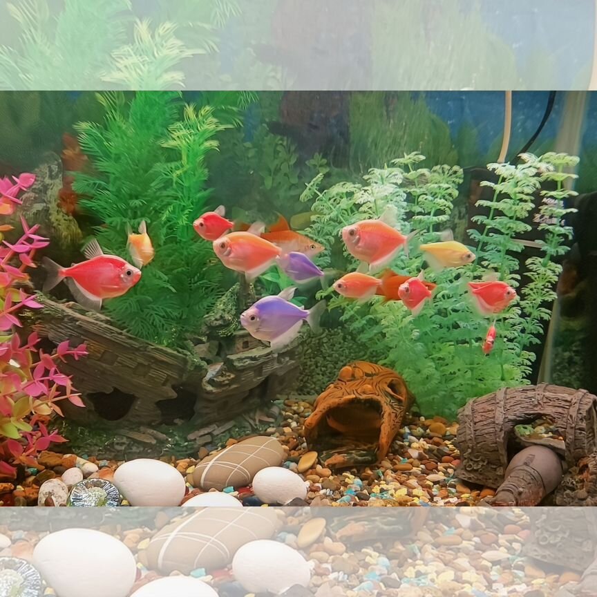 Аквариумные рыбки, тернеция