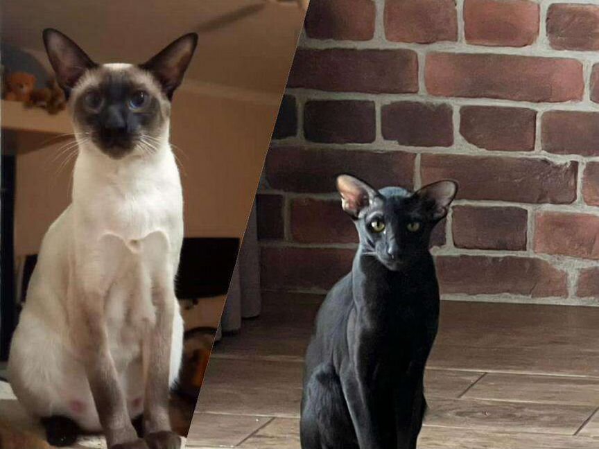 Ориентальные котята