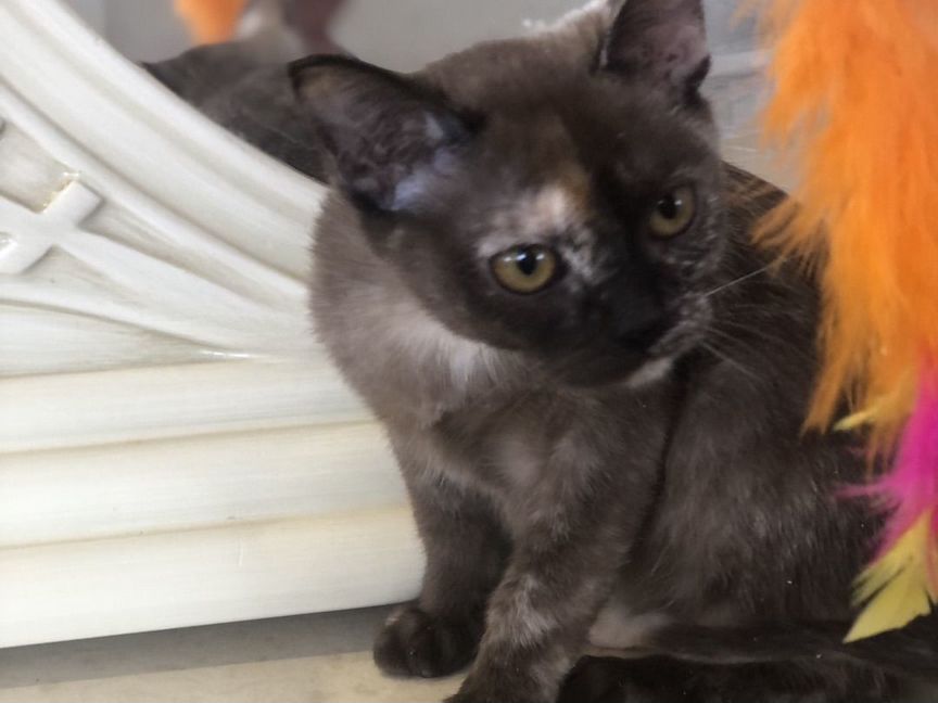 Бурманский котик и милашка кошечка