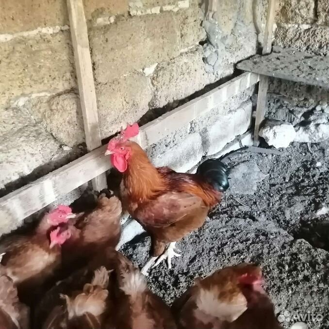 Куры бройлеры живым весом