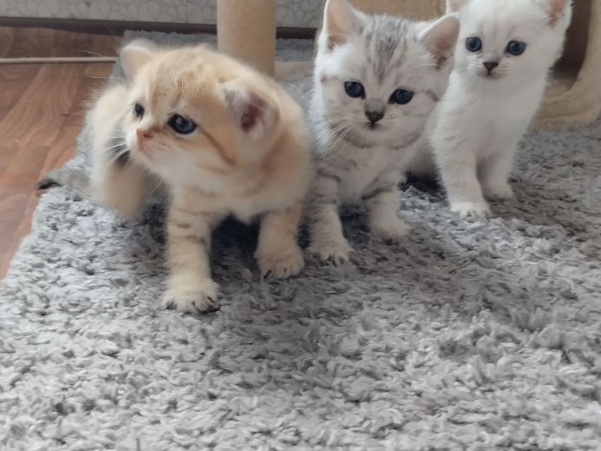 Шотландская кошка