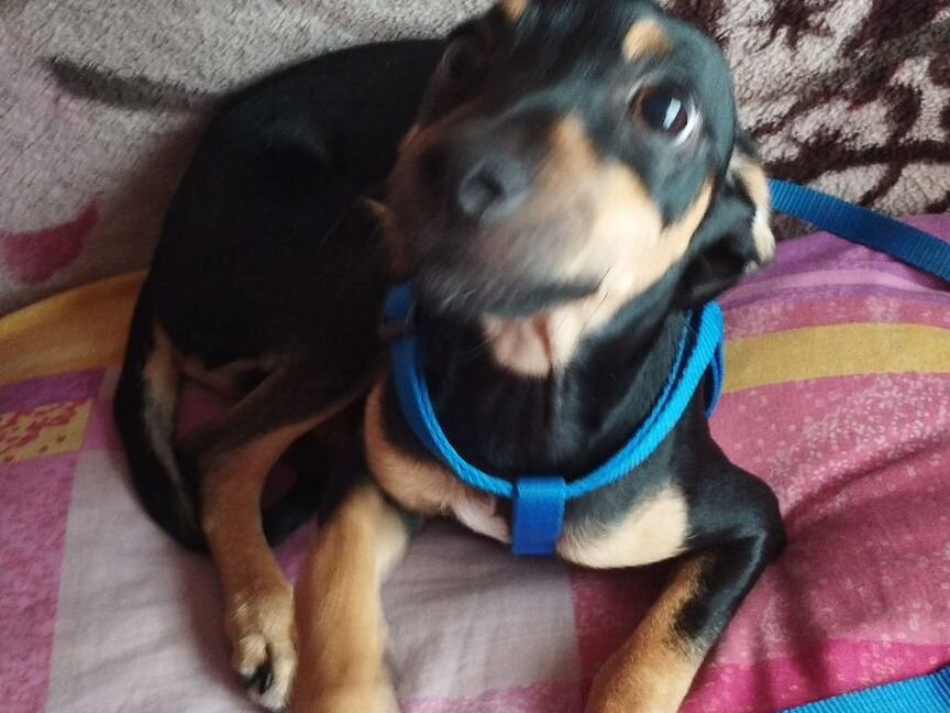 Собака в добрые руки отдам бесплатно