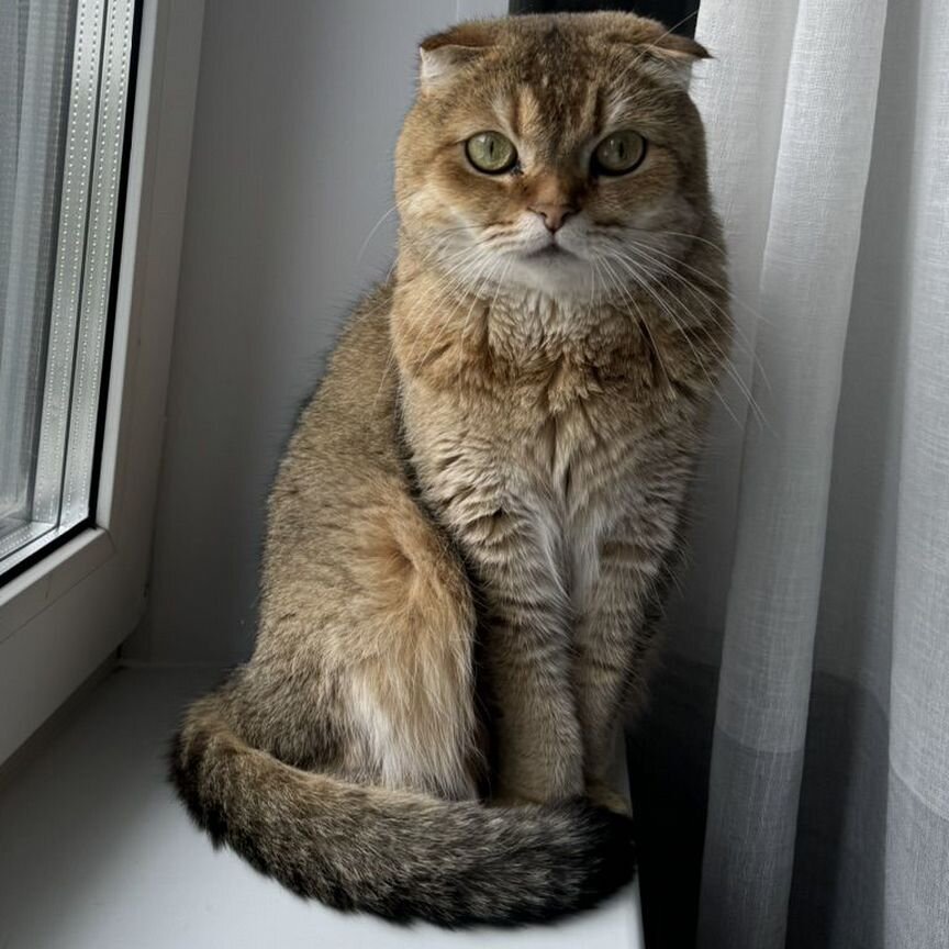 Рыжий котик