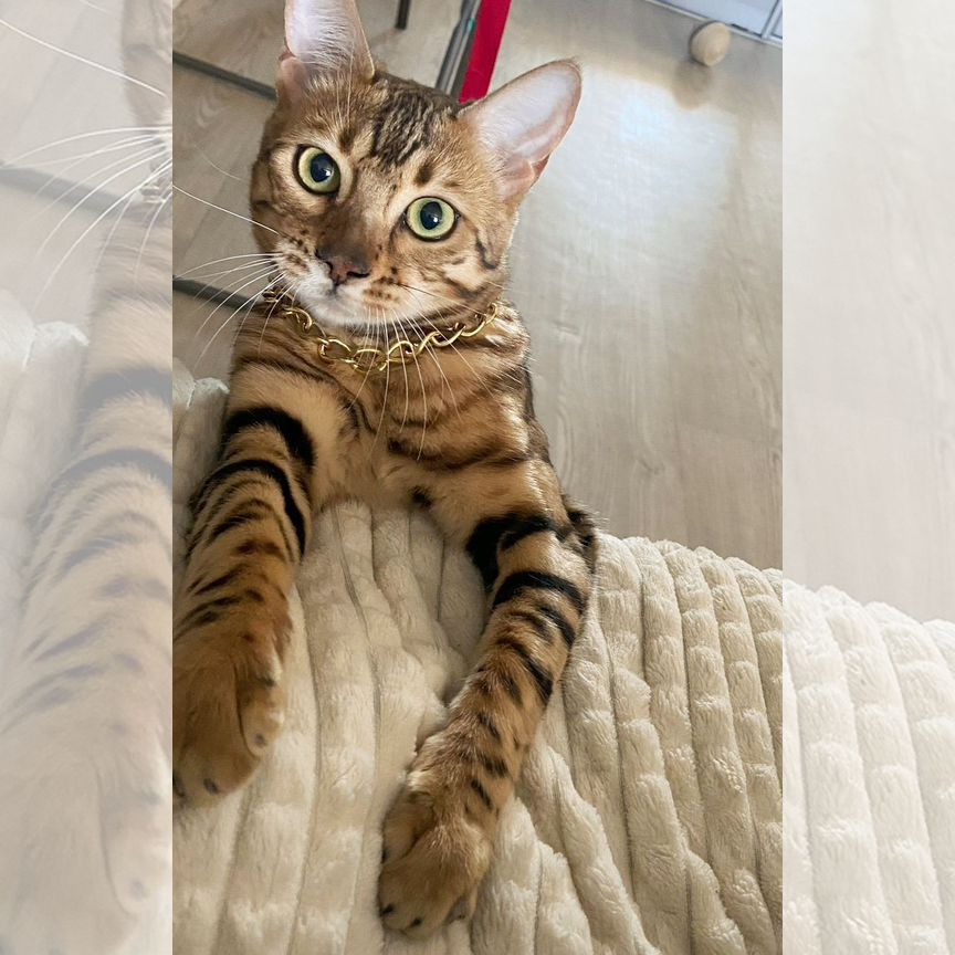 Бенгальская кошка