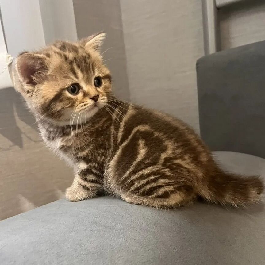 Шотландский вислоухий короткошёрстный котёнок