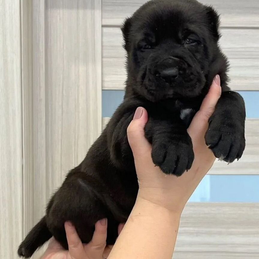 Среднеазиатская овчарка алабай щенки сао