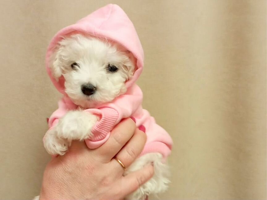 Бишон фризе щенок девочка