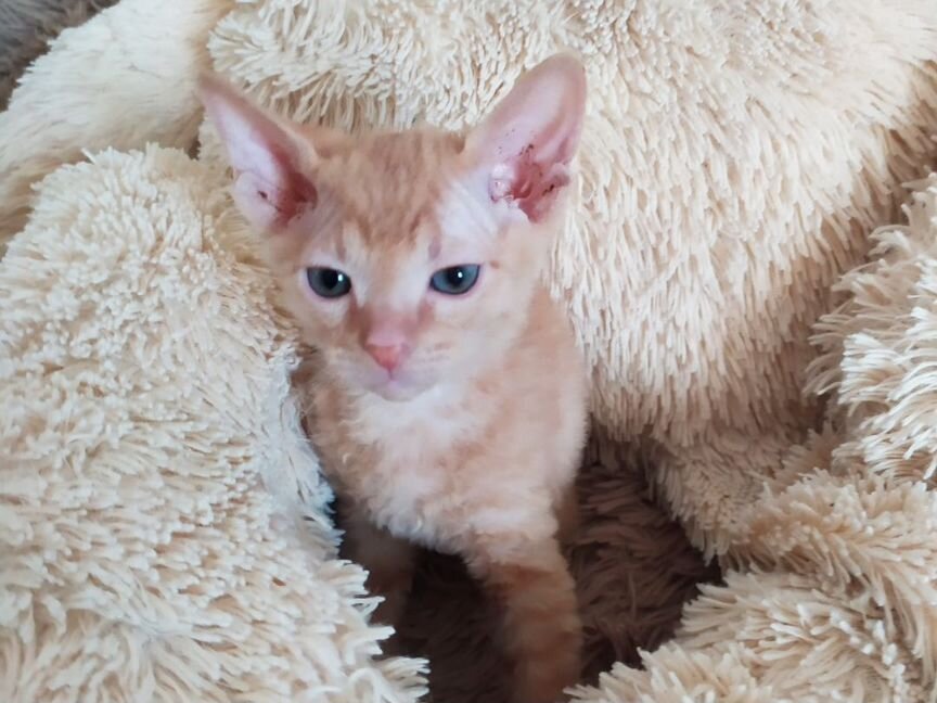 Кошки донской сфинкс