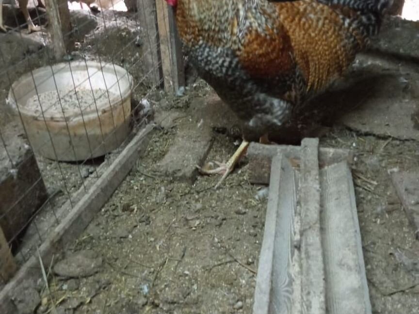 Семья кур Беленфельдер 1+1