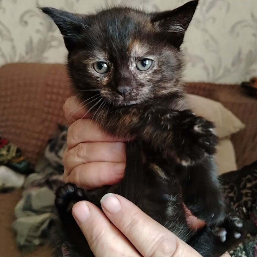 Котёнок в добрые руки