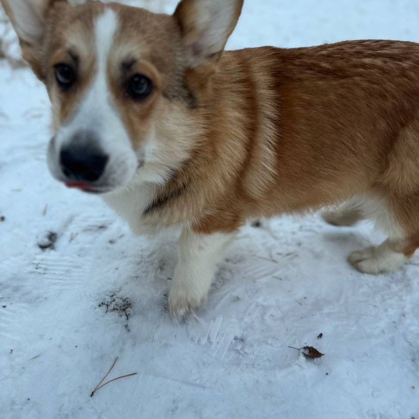 Корги, мальчик, 7 месяцев