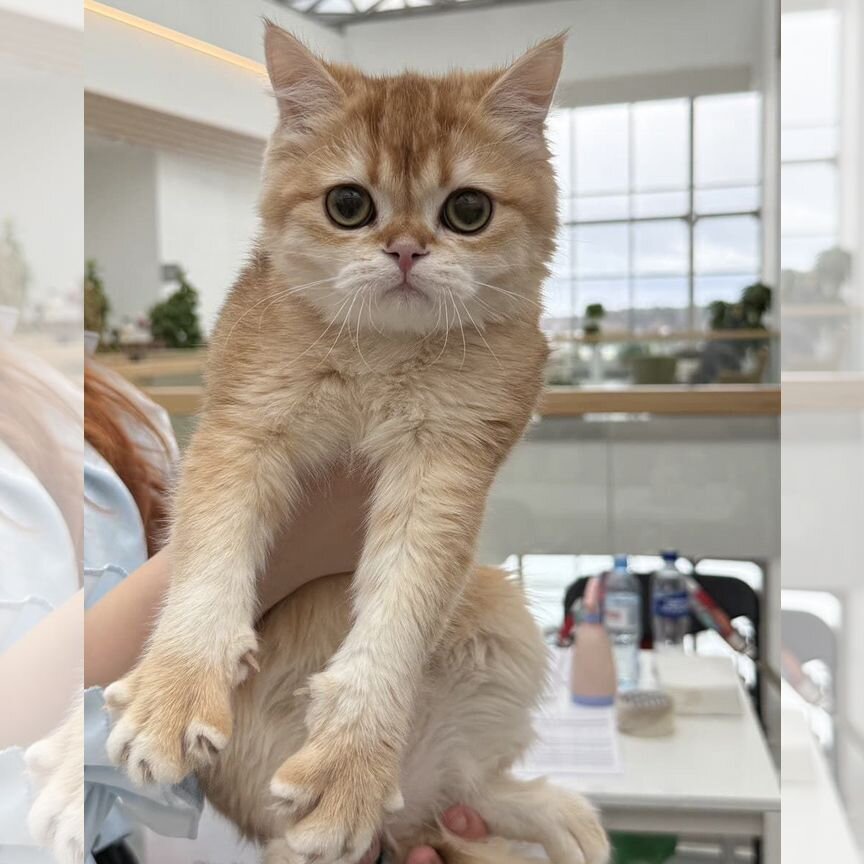 Котенок шотландский с документами